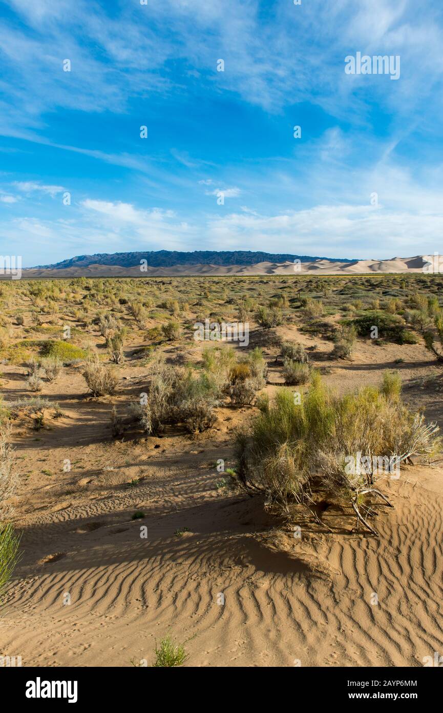 Saxaul trees (Haloxylon ammodendron) (sometimes called sacsaoul or ...