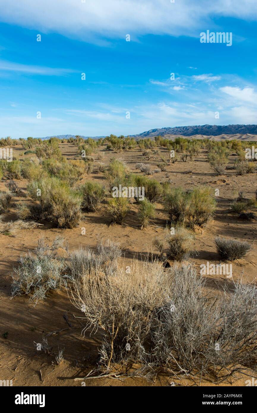 Sacsaoul tree hi-res stock photography and images - Alamy