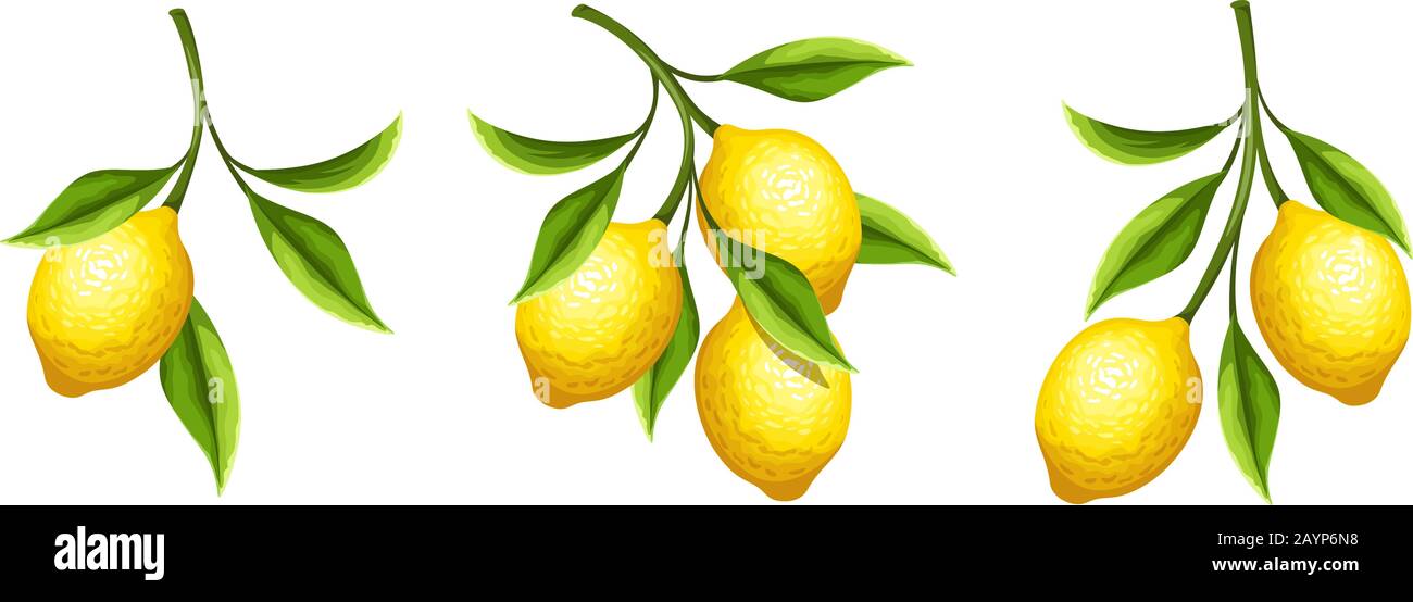 Vector set of lemon branches with fruit and leaves isolated on a white ...