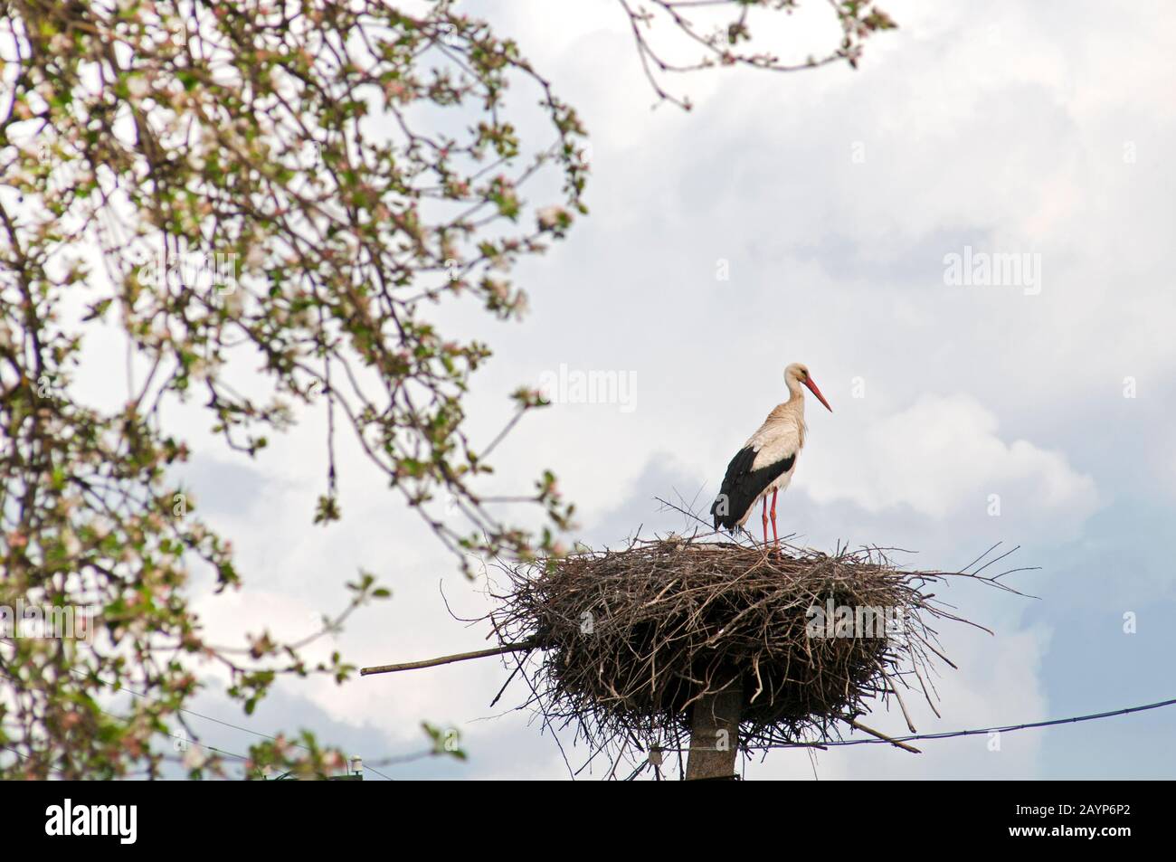 beautiful stork birds in the nest in the spring on a clear day Stock ...