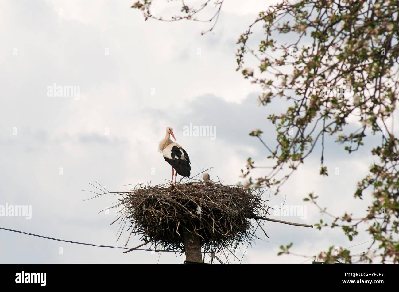 beautiful stork birds in the nest in the spring on a clear day Stock ...