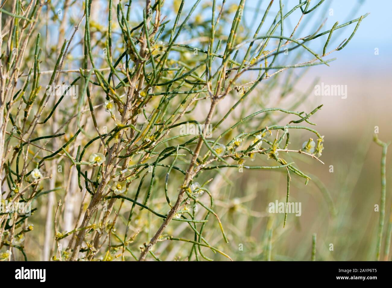 Haloxylon ammodendron hi-res stock photography and images - Alamy