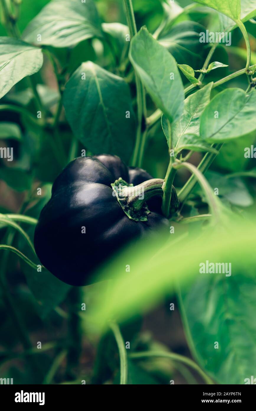 Close up of homegrown organic black sweet peppers growing in a ...