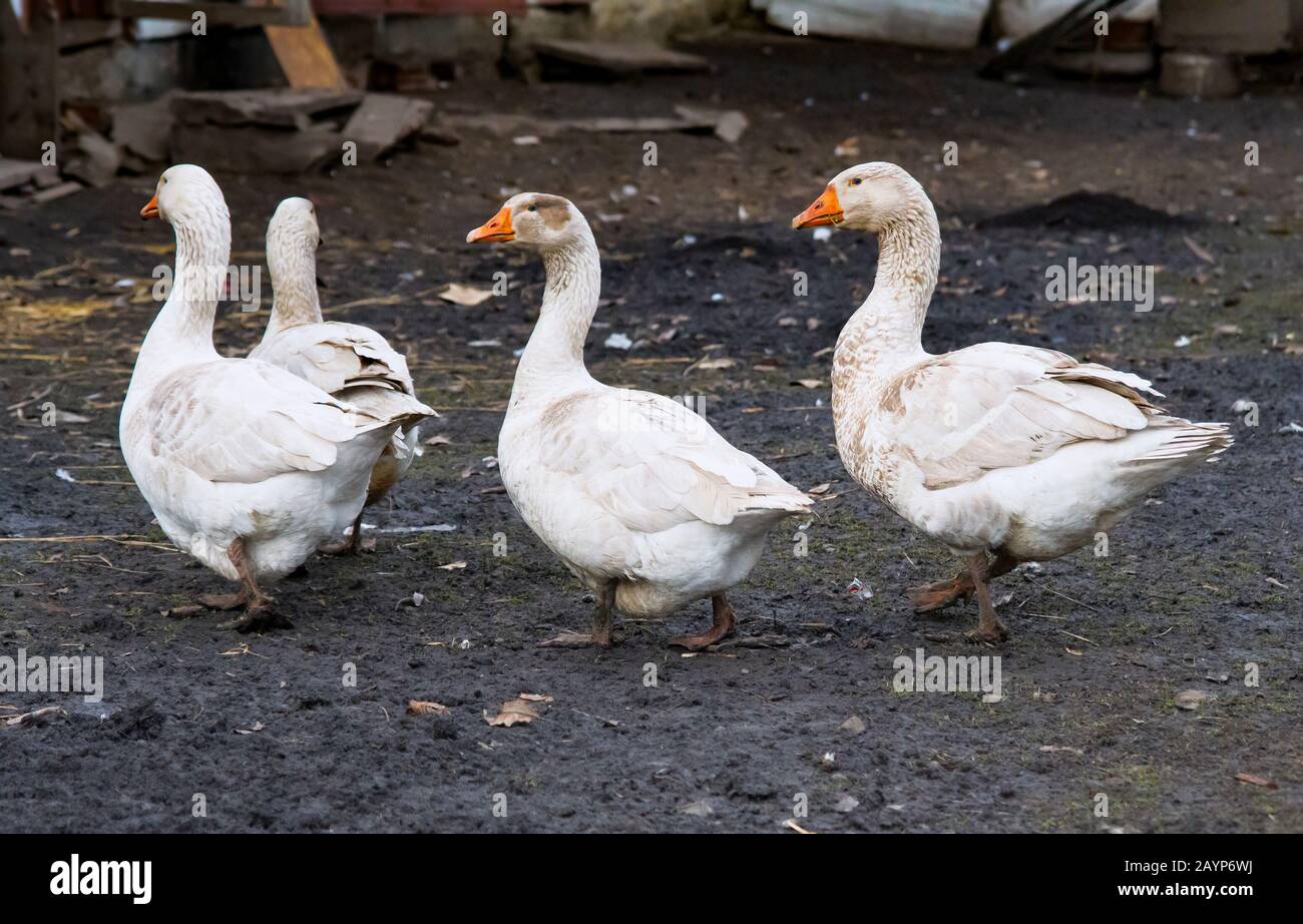 Domestic goose in the yard. Geese look in different directions Stock ...