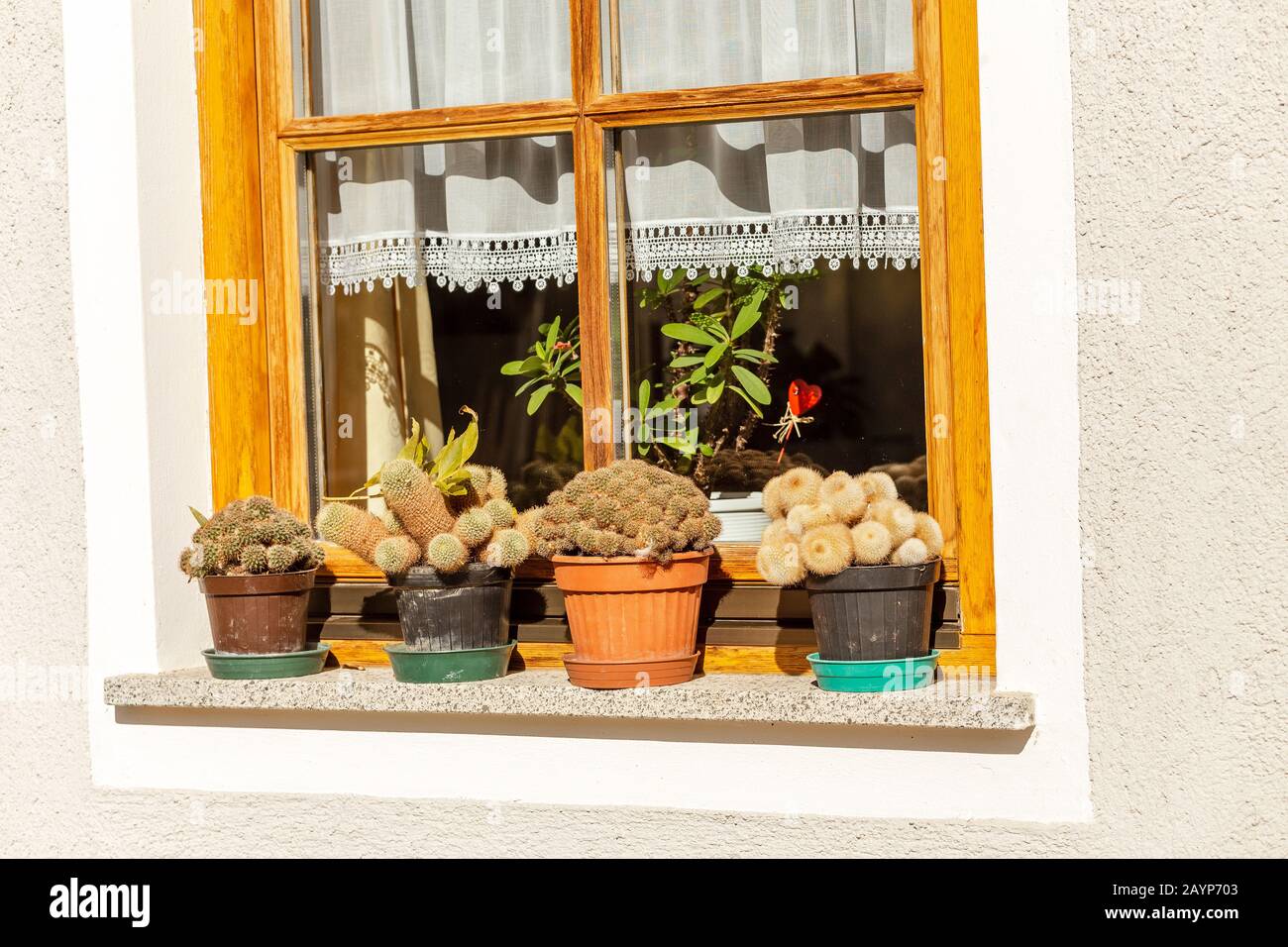 cactus on a window with curtains in village Stock Photo - Alamy