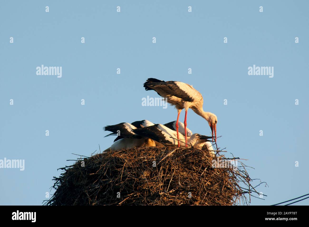 Stork birds on the nest on a beautiful day on the blue sky background ...