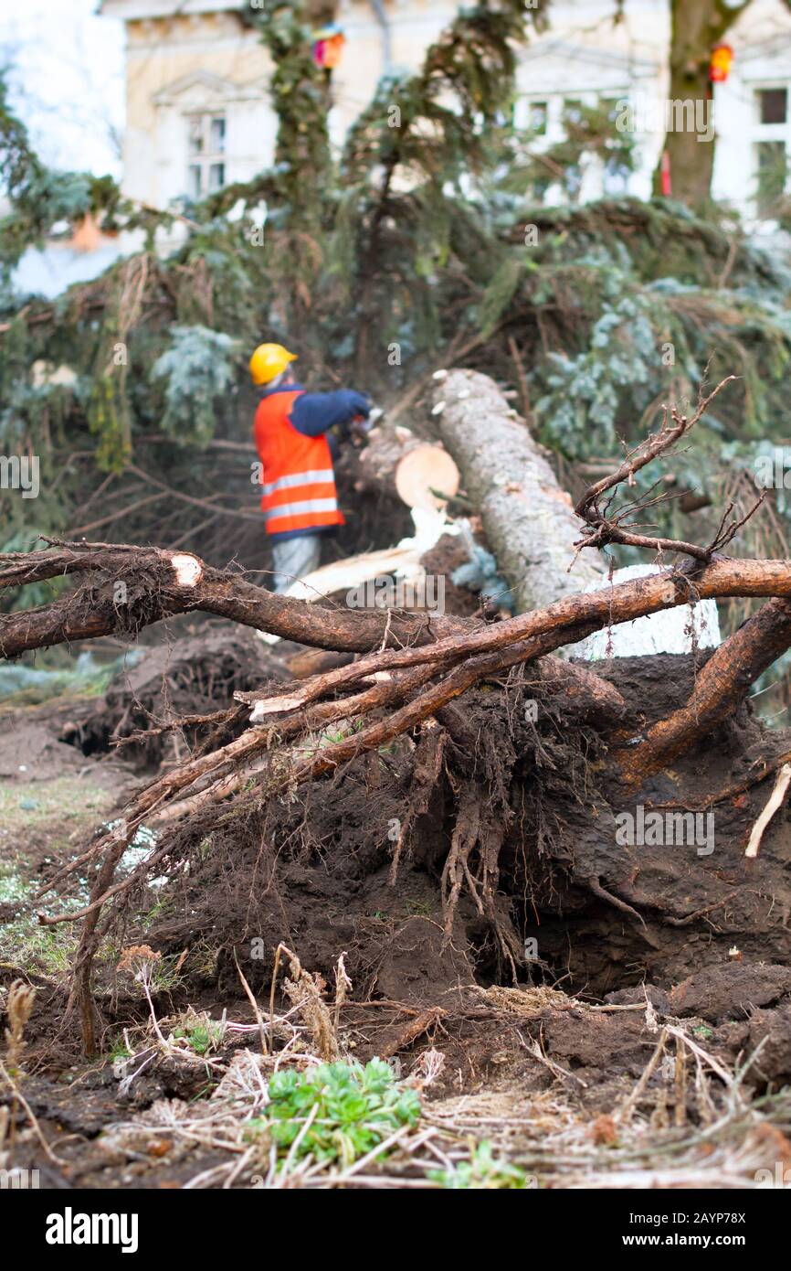 utility worker using a mechanical saw to cut a fallen tree, because of ...