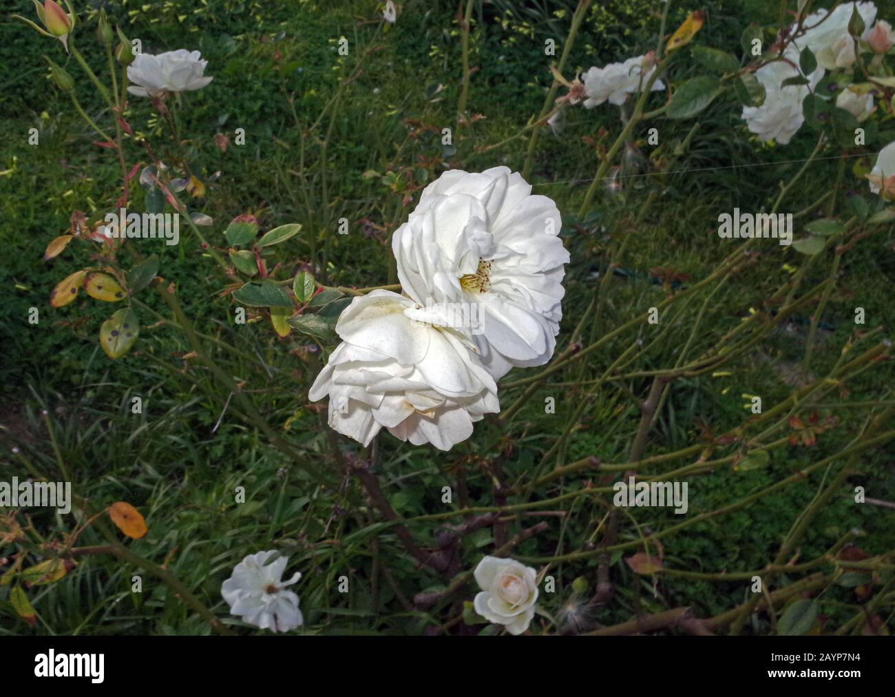 White roset hi-res stock photography and images - Alamy