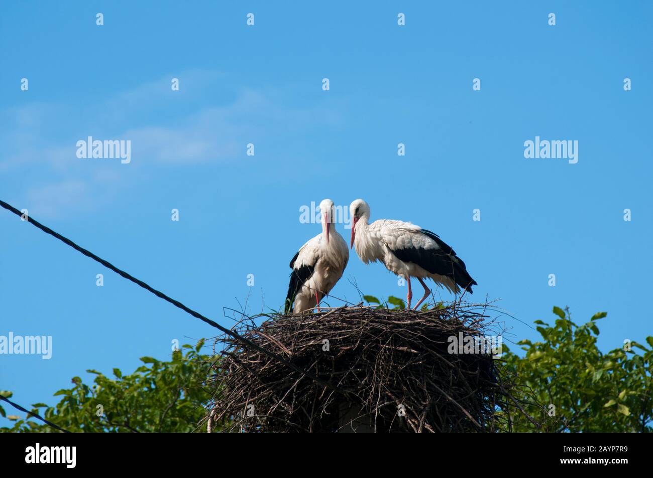 Stalk Birds