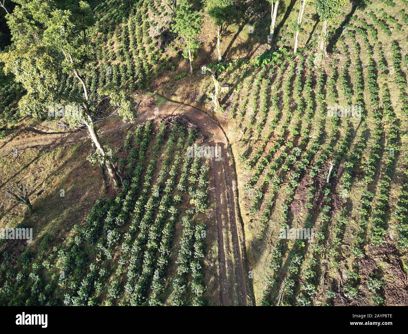 Aerial and coffee plantation hi-res stock photography and images - Alamy
