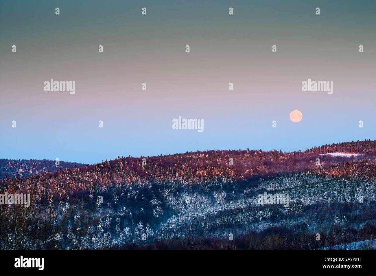 winter moon in the mountains over snowy forest Stock Photo - Alamy