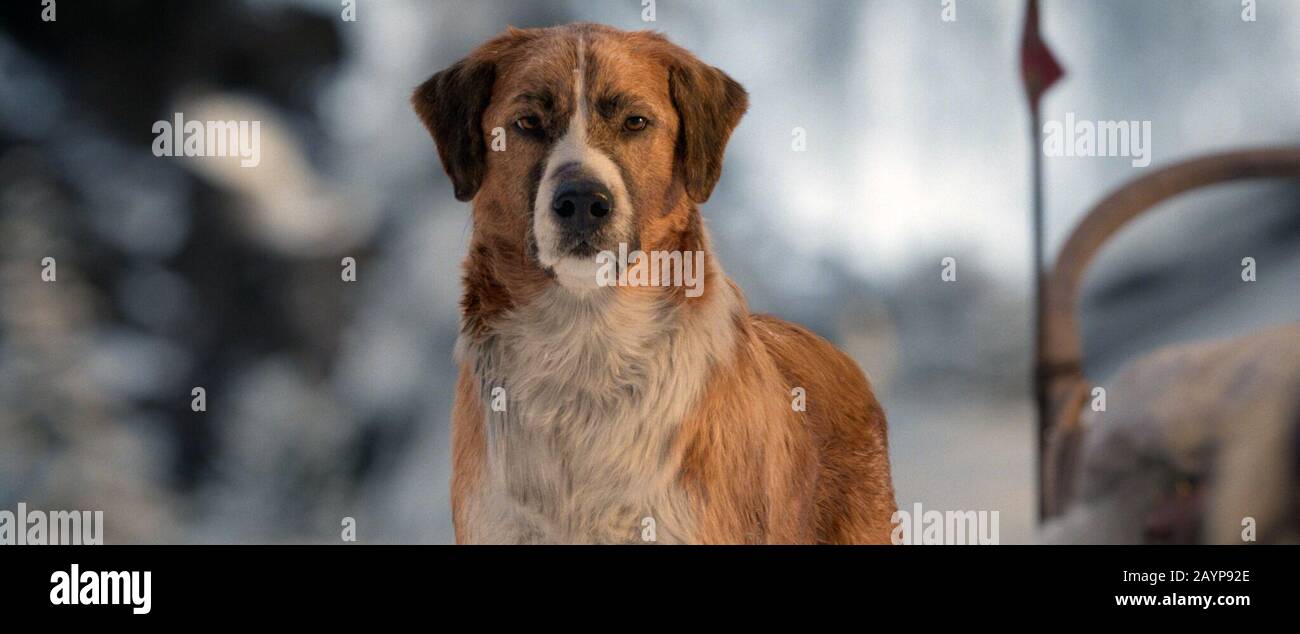 Dave Call Of The Wild