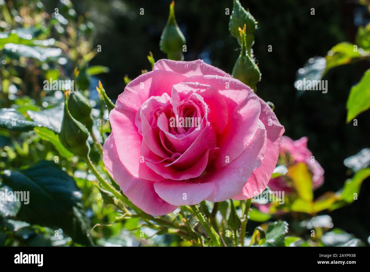 Blooming beautiful colorful rose bud in garden background Stock Photo ...