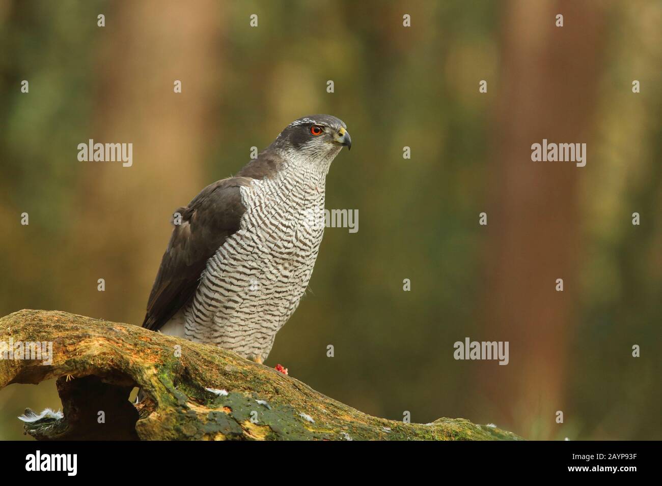 Northern Goshawk - Hawk - on the lookout with alertness in the forest ...