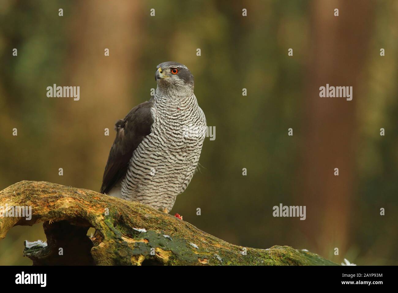 Hawk perch hi-res stock photography and images - Alamy
