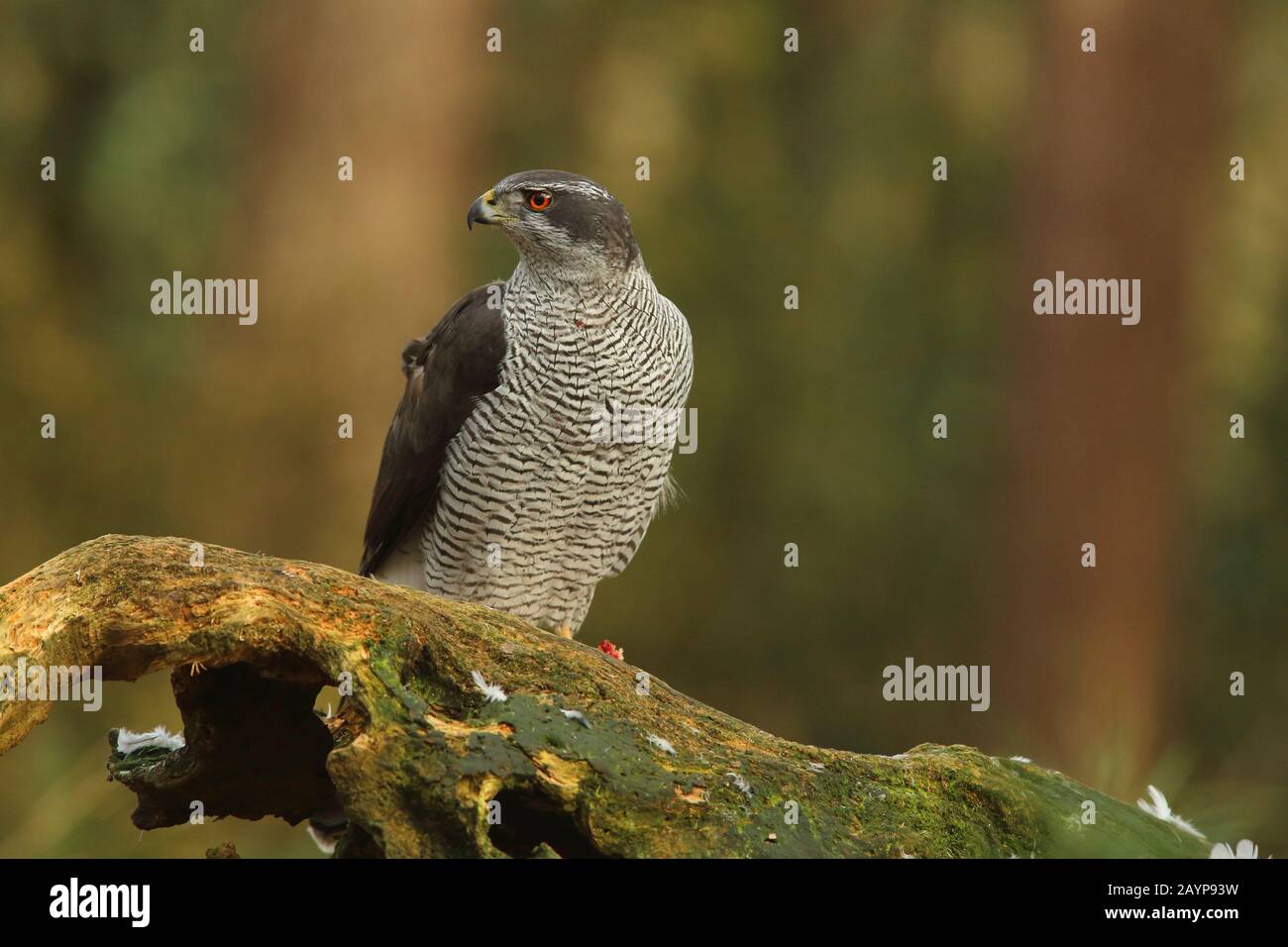 Northern Goshawk - Hawk - on the lookout with alertness in the forest ...