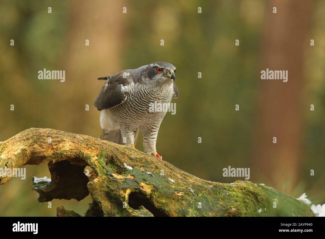 Northern Goshawk - Hawk - on the lookout with alertness in the forest I ...