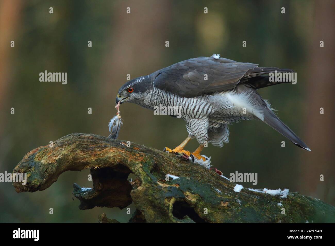 Pigeon hawk hi-res stock photography and images - Alamy
