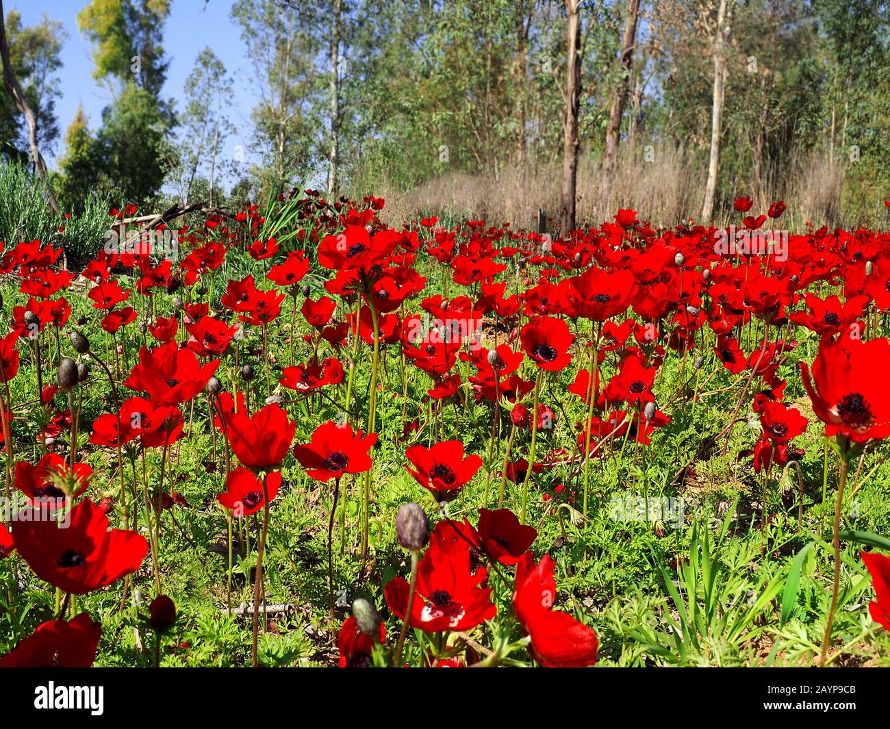 Poppies israel hi-res stock photography and images - Alamy