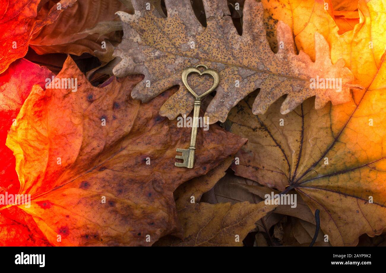 Retro key on dry leaves as love and Valentine concept Stock Photo - Alamy