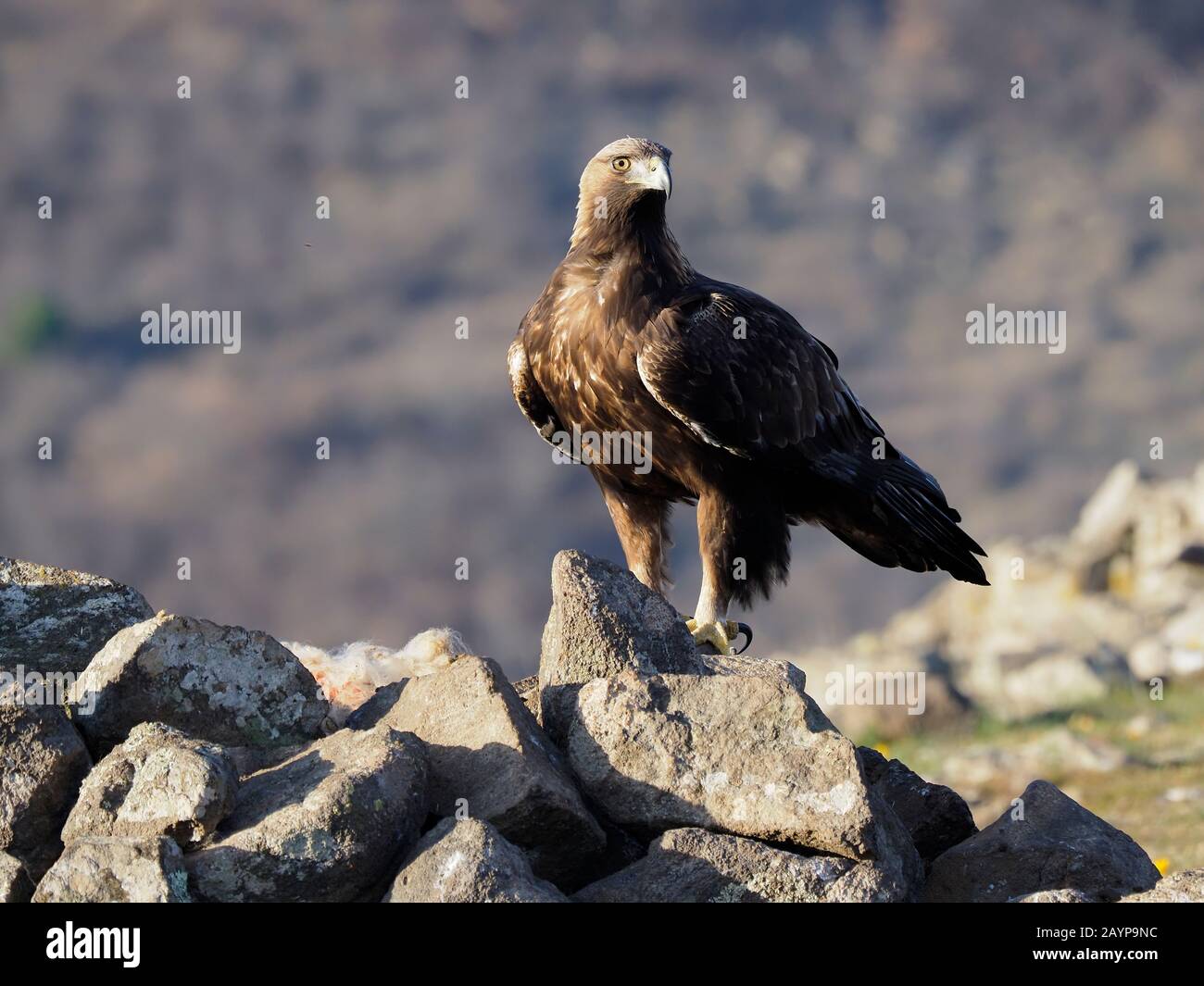 Golden eagle, Aquila chrysaetos, single bird on ground, Bulgaria ...