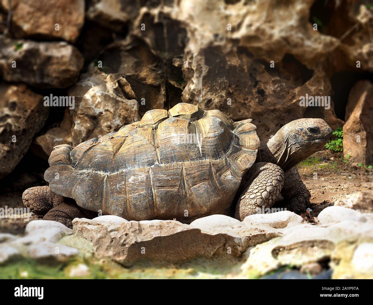 Giant tortoise basking in the sun. A giant tortoise basking in the sun ...