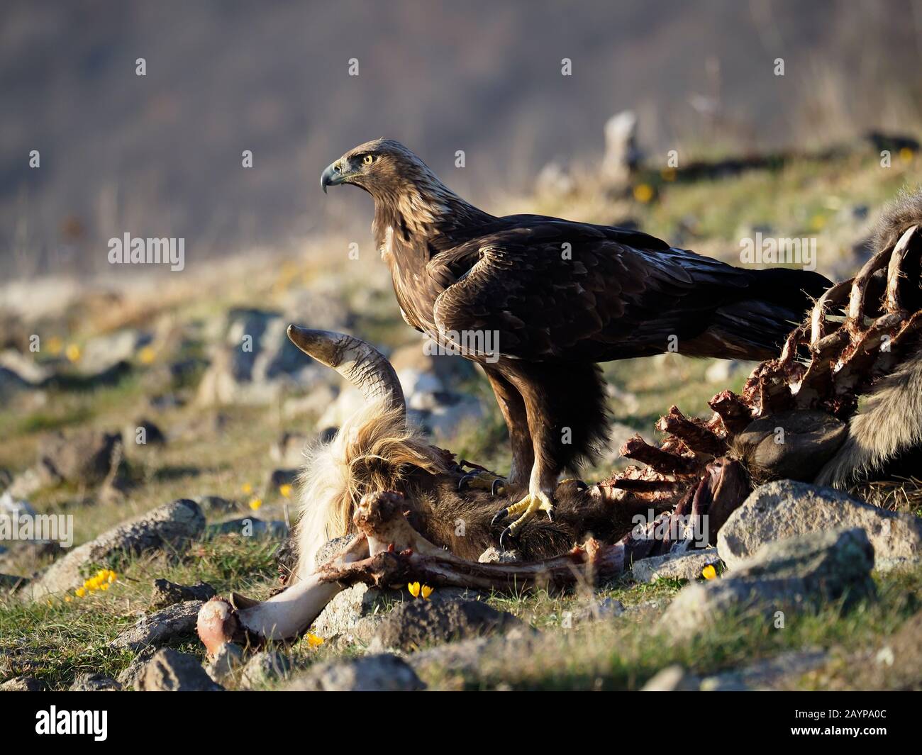 Golden eagle, Aquila chrysaetos, single bird on ground, Bulgaria ...
