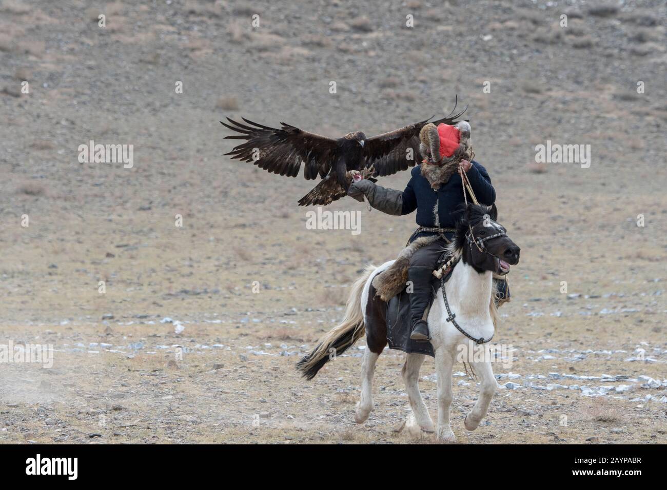 The eagle calling competition (after the eagle is released from a ...