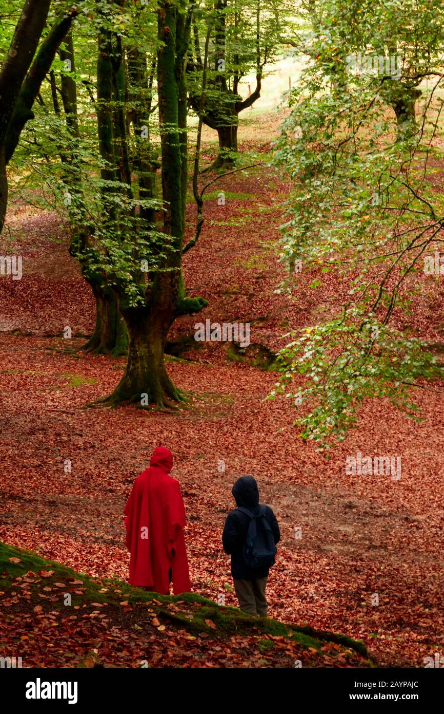 landscape in autumn in an ancient forest Stock Photo - Alamy