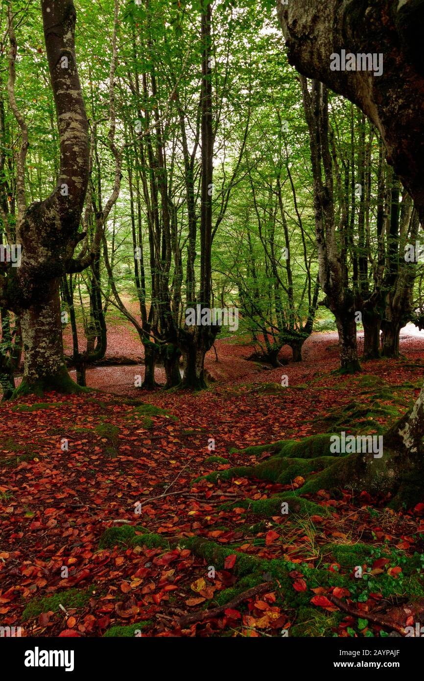 landscape in autumn in an ancient forest Stock Photo - Alamy