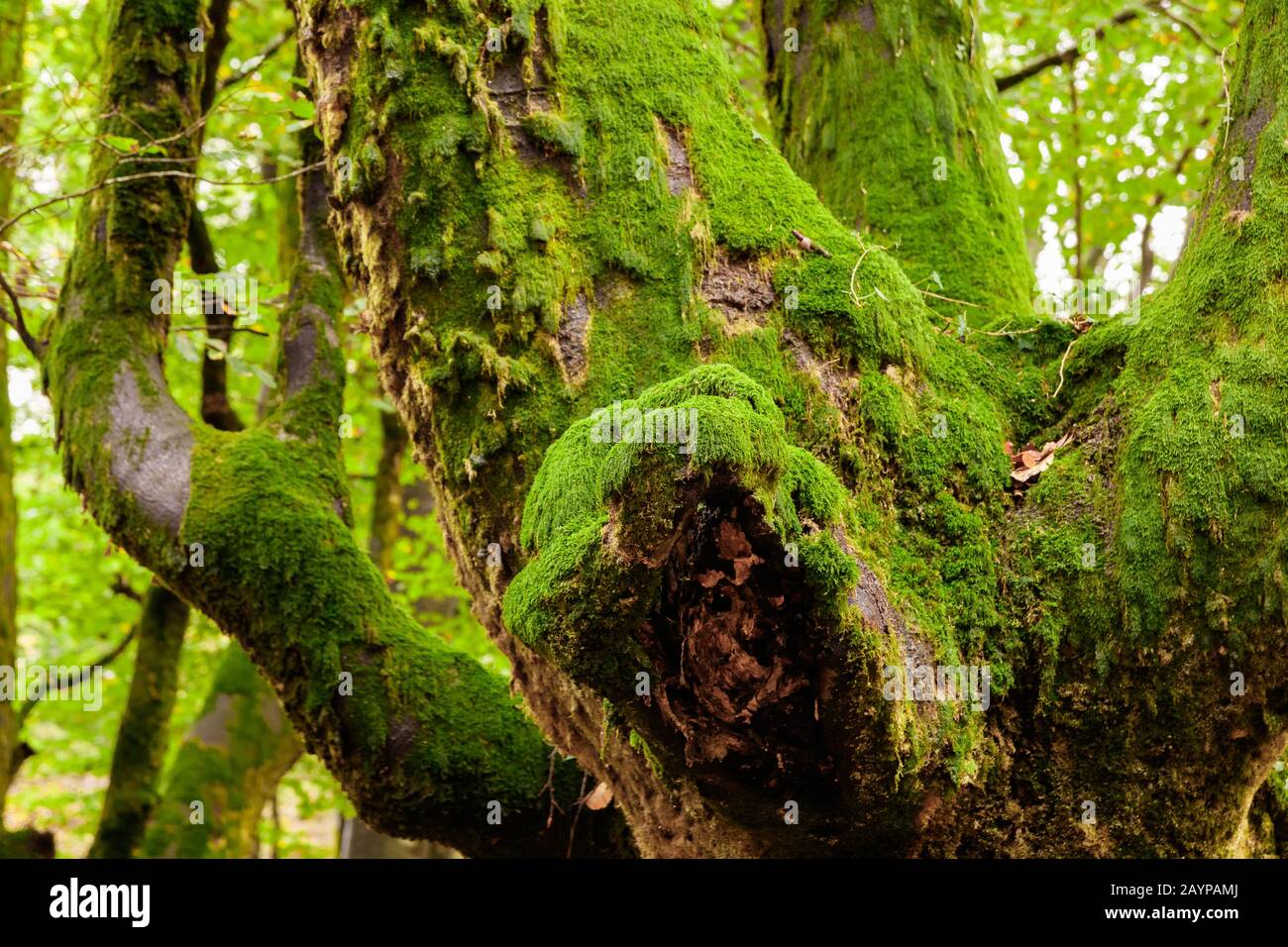 landscape in autumn in an ancient forest Stock Photo - Alamy