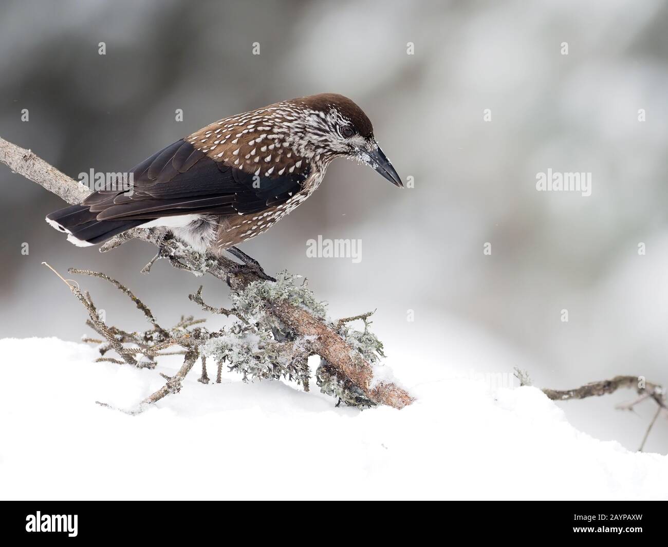 Nutcracker bird uk hi-res stock photography and images - Alamy