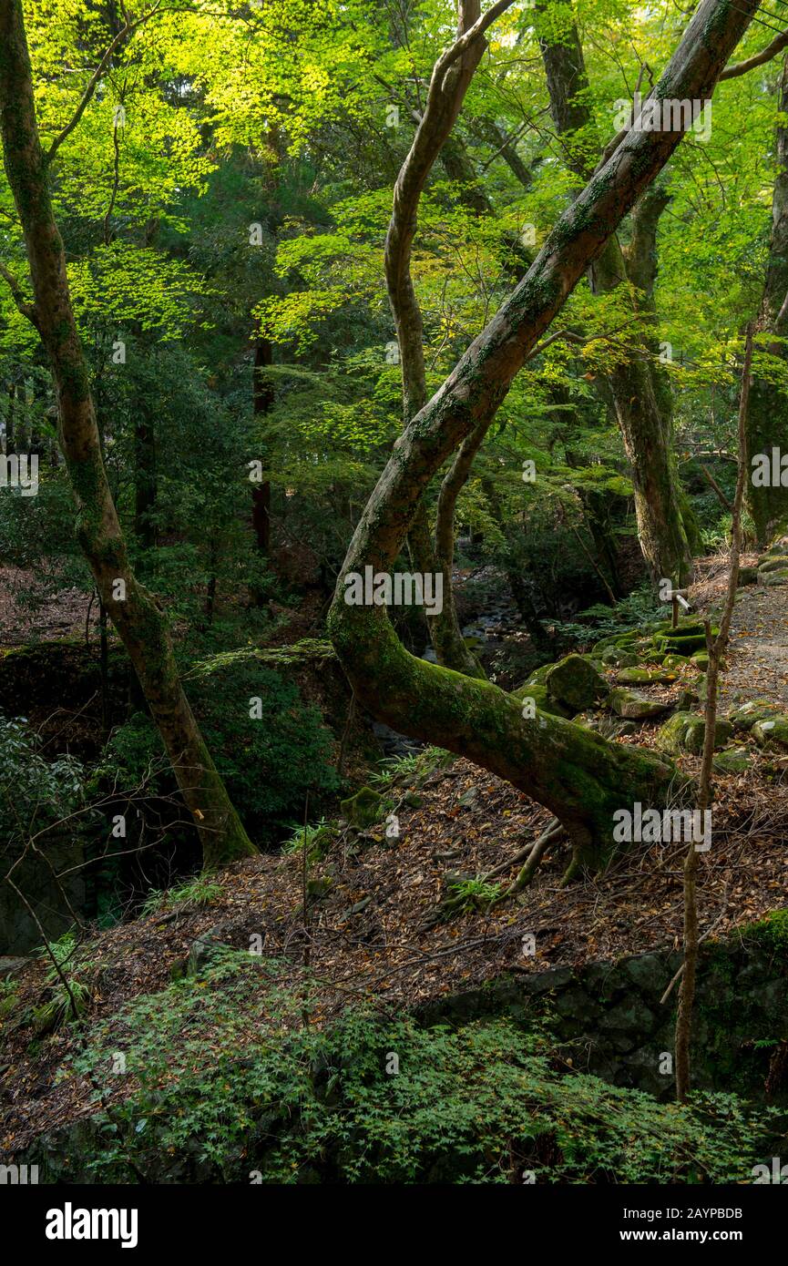 Manyo botanical garden hi-res stock photography and images - Alamy