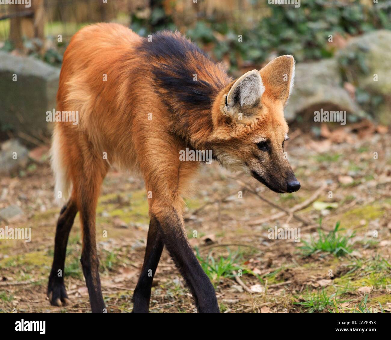 Cheetah conservation station hi-res stock photography and images - Alamy