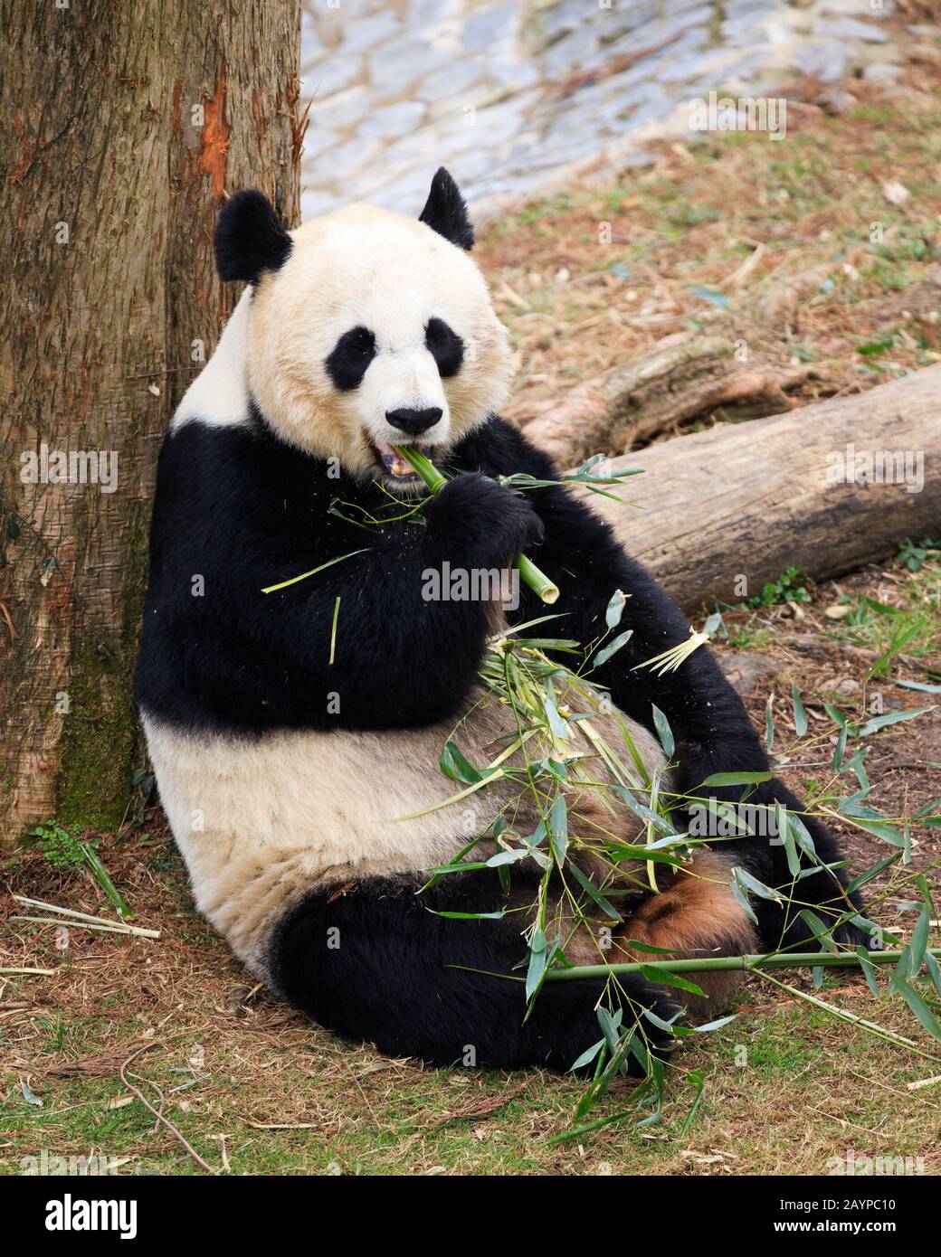 Panda Bear Eating
