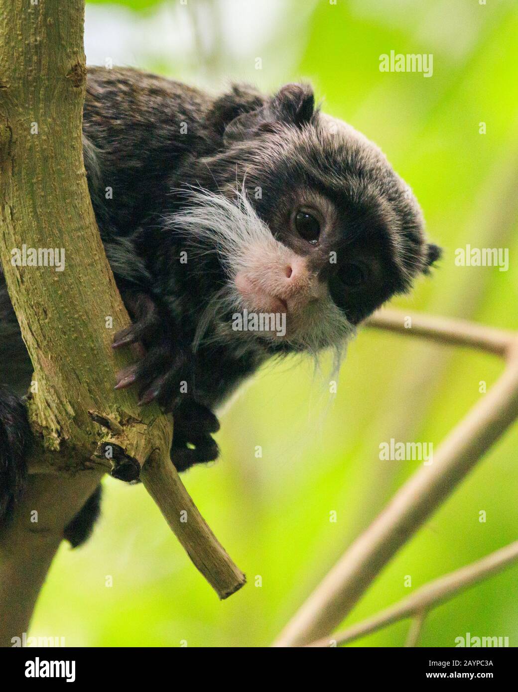 Emperor Tamarin monkey peaking down with long white whiskers with green ...