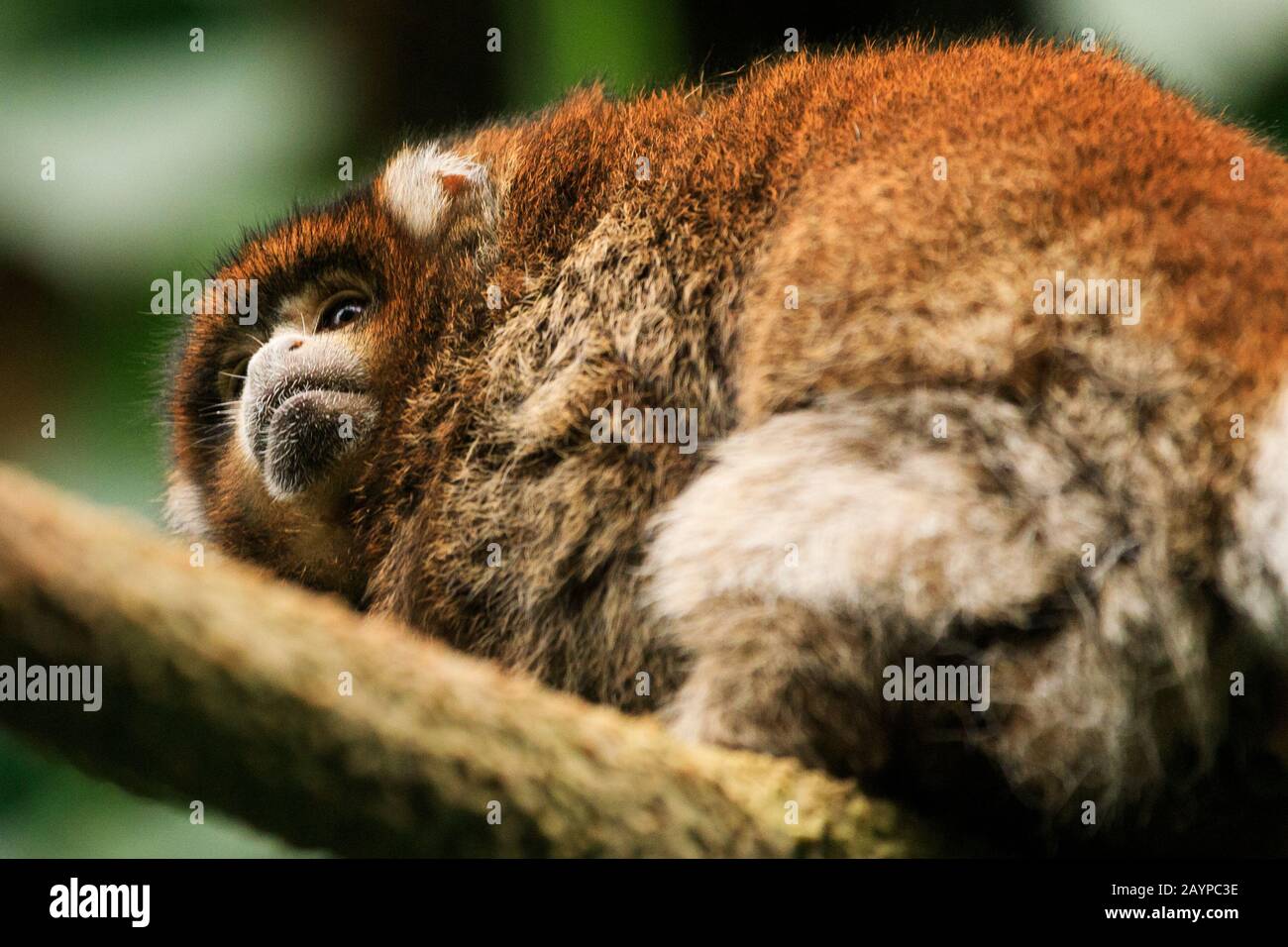 Smithsonian national zoo amazonia hi-res stock photography and images ...