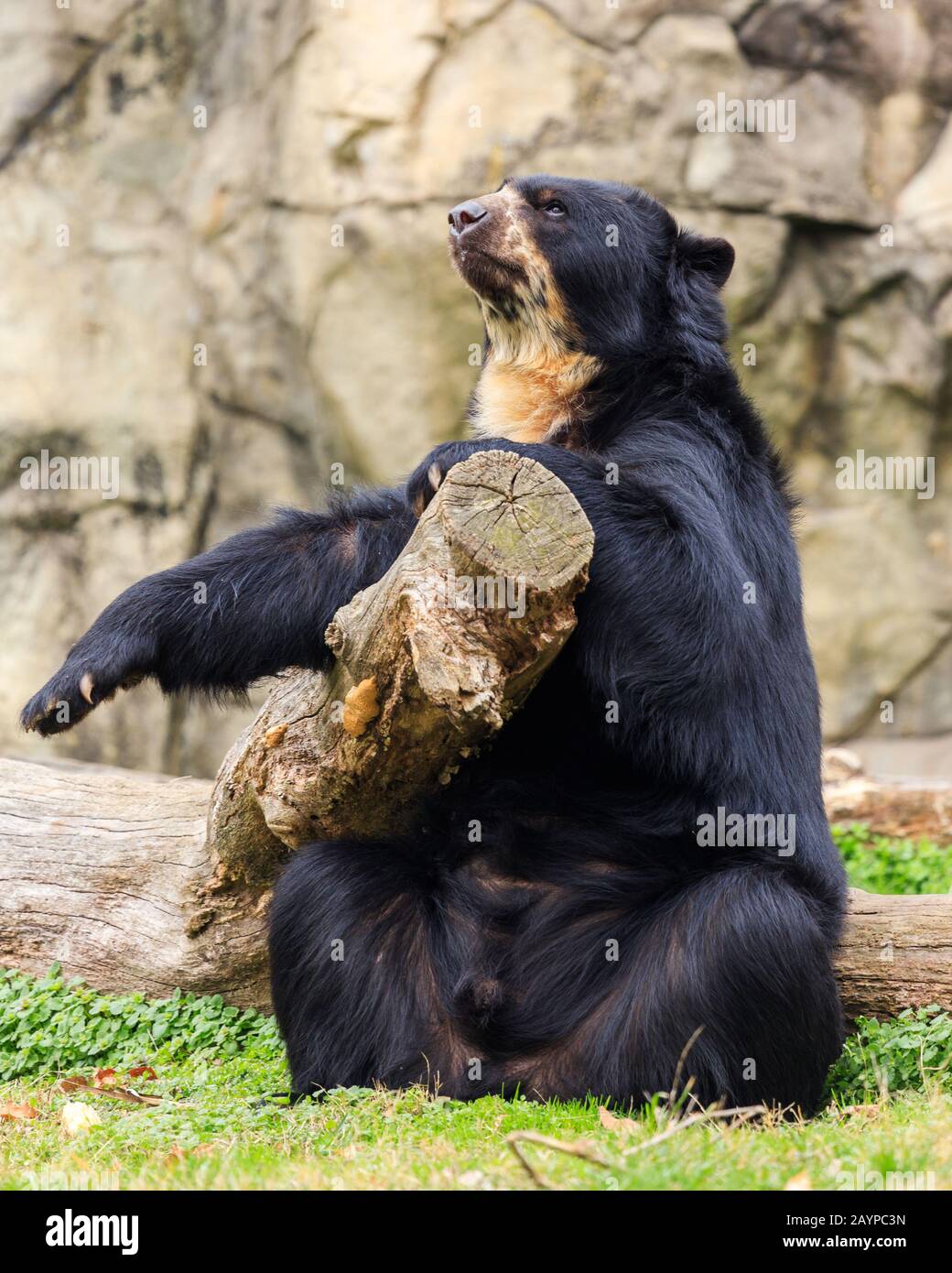 Andean bear wild hi-res stock photography and images - Alamy