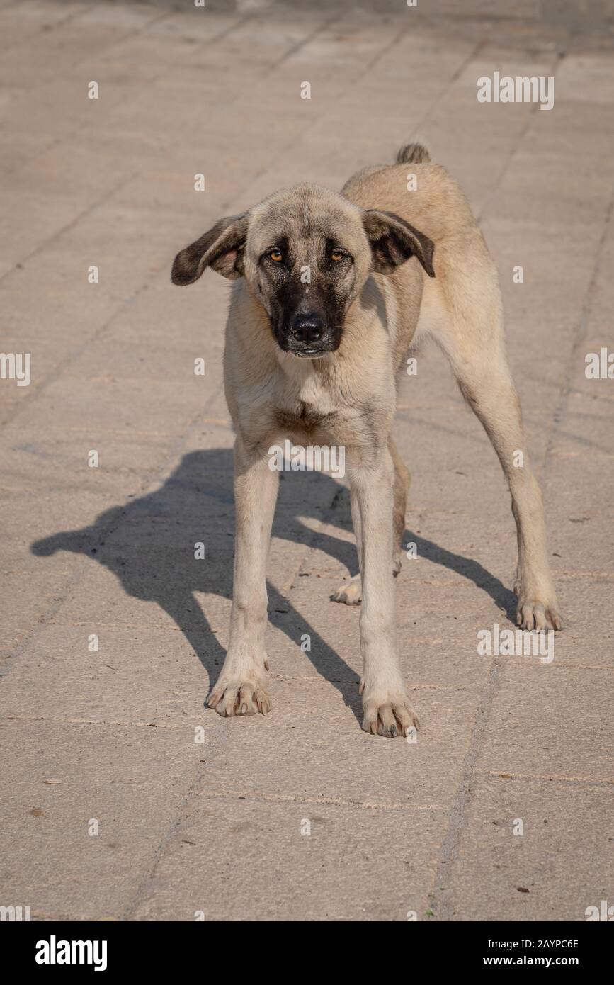 Dog looks at the camera hi-res stock photography and images - Alamy