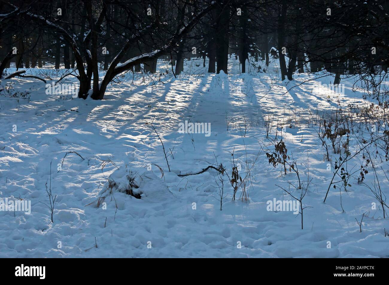 Sapling in landscape hi-res stock photography and images - Alamy