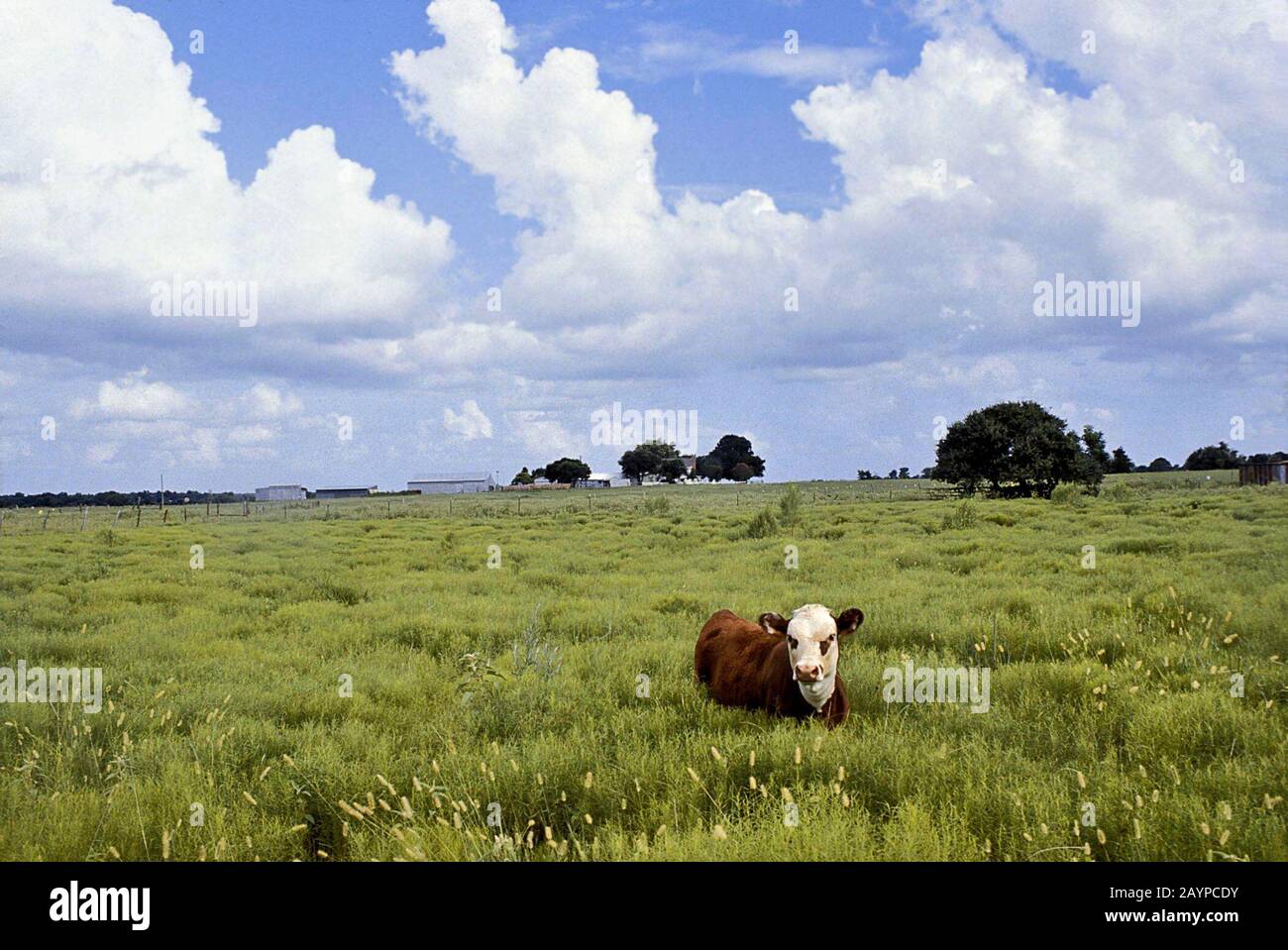Coastal Plains Landforms
