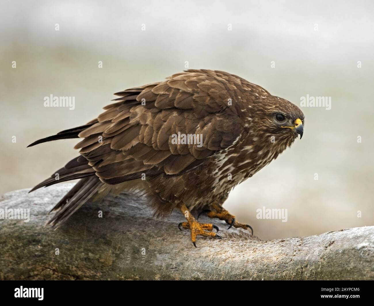 Buzzard perched hi-res stock photography and images - Alamy