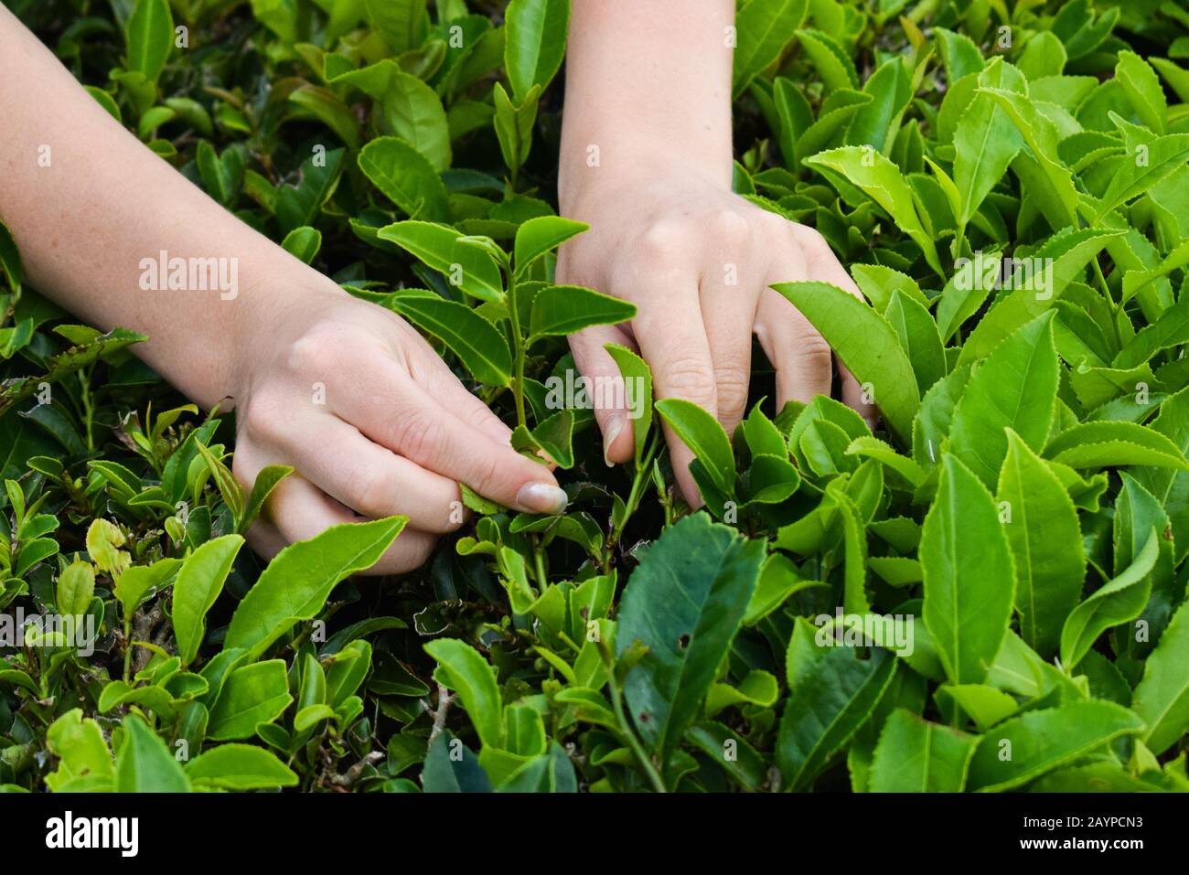 Tea harvesting, close up, hands picking leaves Stock Photo - Alamy