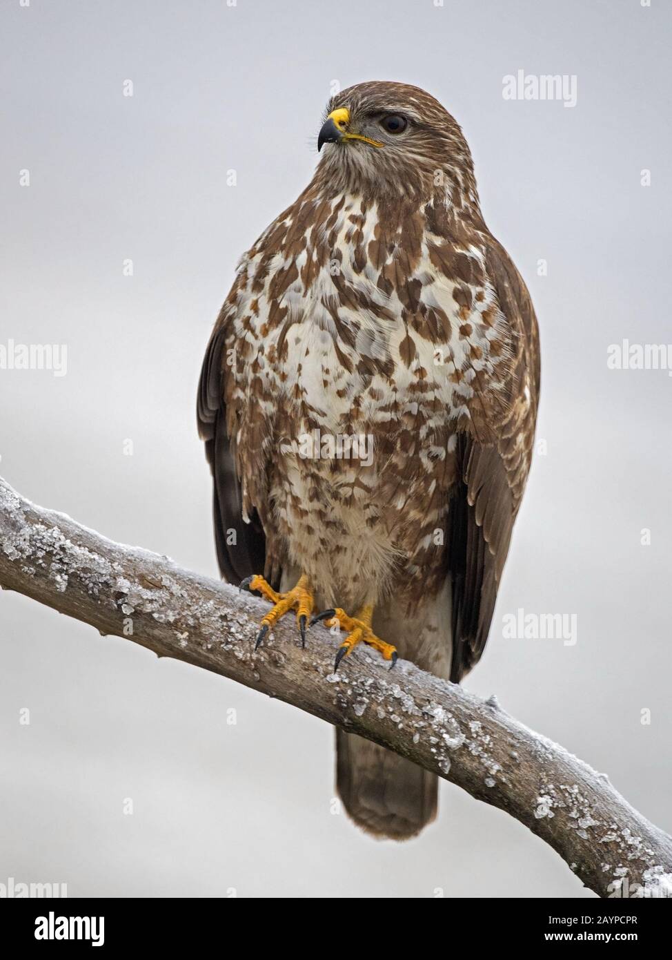 Buzzard perched hi-res stock photography and images - Alamy