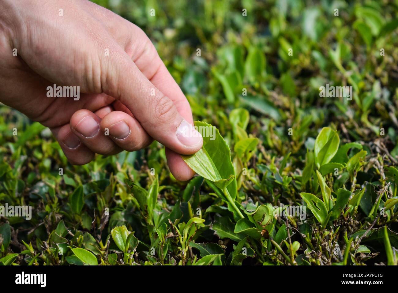 Tea harvesting, close up, hands picking leaves Stock Photo - Alamy