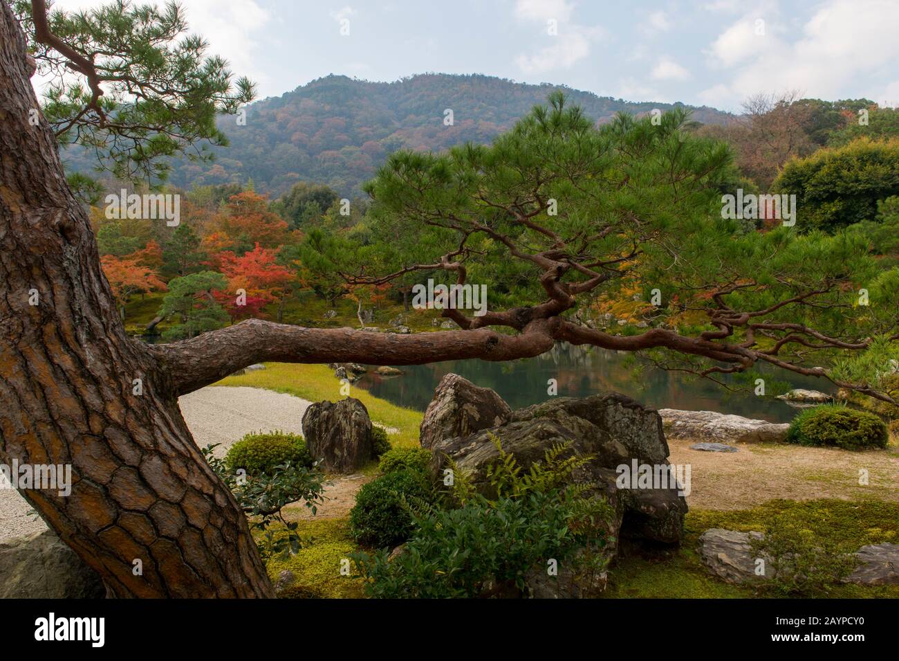 A pine tree in the Sogen garden created by Muso Sosekiis one of the ...