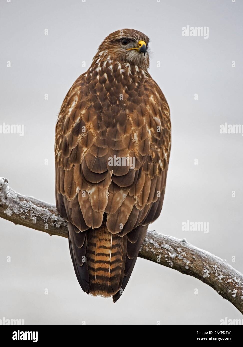 Common buzzard perched Stock Photo - Alamy