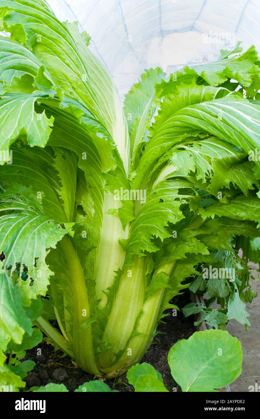 growing natural Beijing cabbage in a greenhouse Stock Photo - Alamy