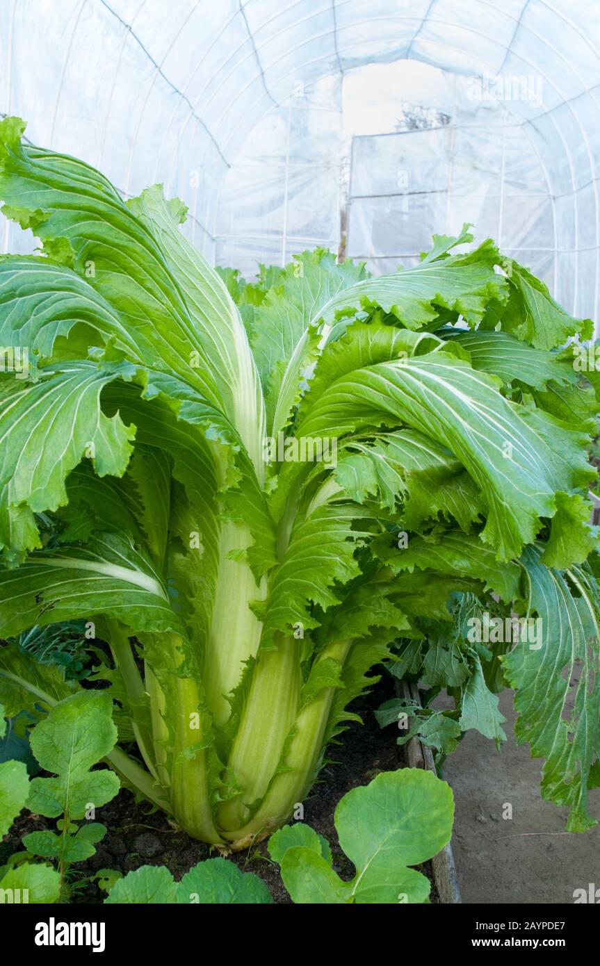 growing natural Beijing cabbage in a greenhouse Stock Photo - Alamy