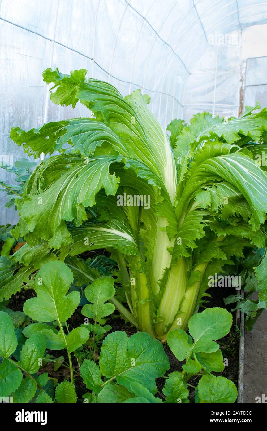 growing natural Beijing cabbage in a greenhouse Stock Photo - Alamy